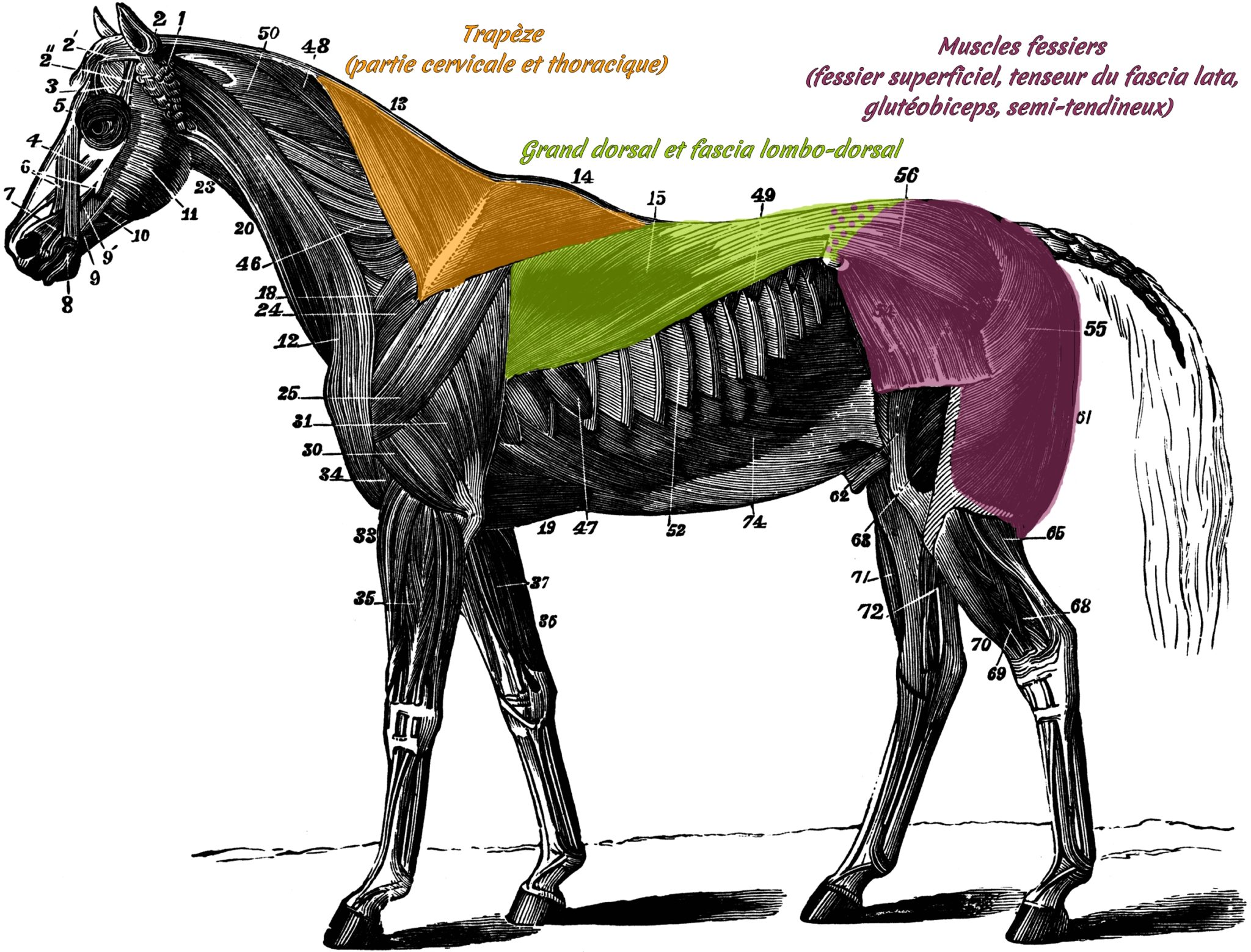 La selle : analyse de son adaptation au cheval - Atelier Alhéna